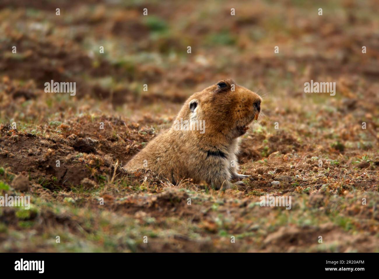 Big-headed mole rat (Tachyoryctes macrocephalus) adult, emerges from ...