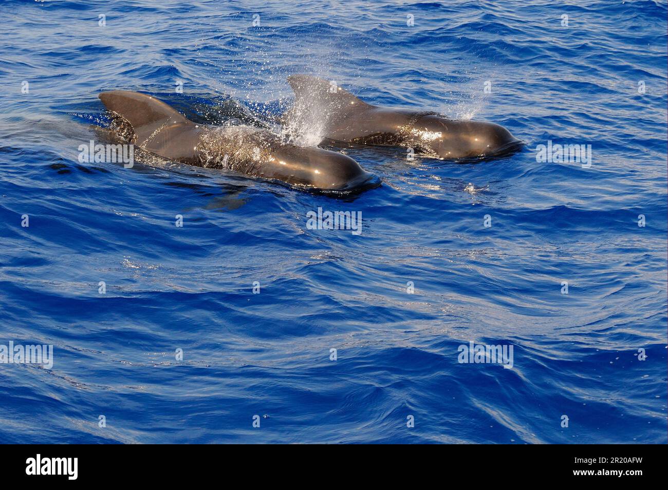 Short-finned Pilot Whale (Globicephala macrorhynchus) two adults ...