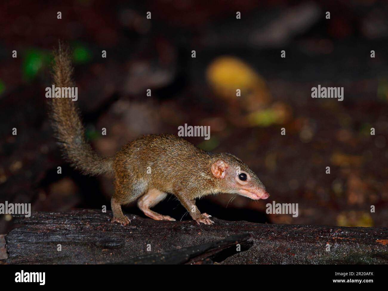 Northern treeshrew (Tupaia belangeri), tupaia (genus) (Tupaja ...