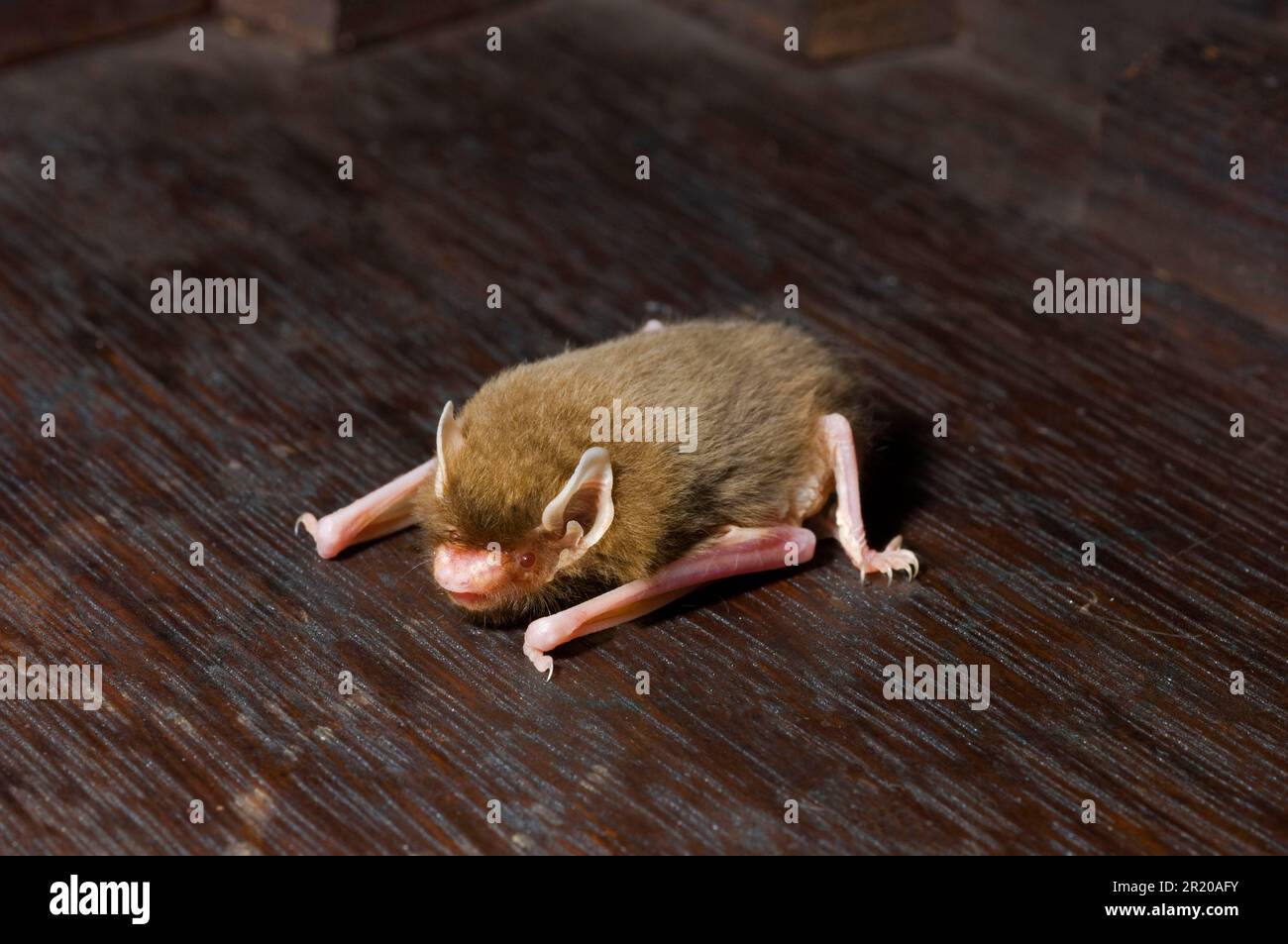 Mosquito bats hi-res stock photography and images - Alamy