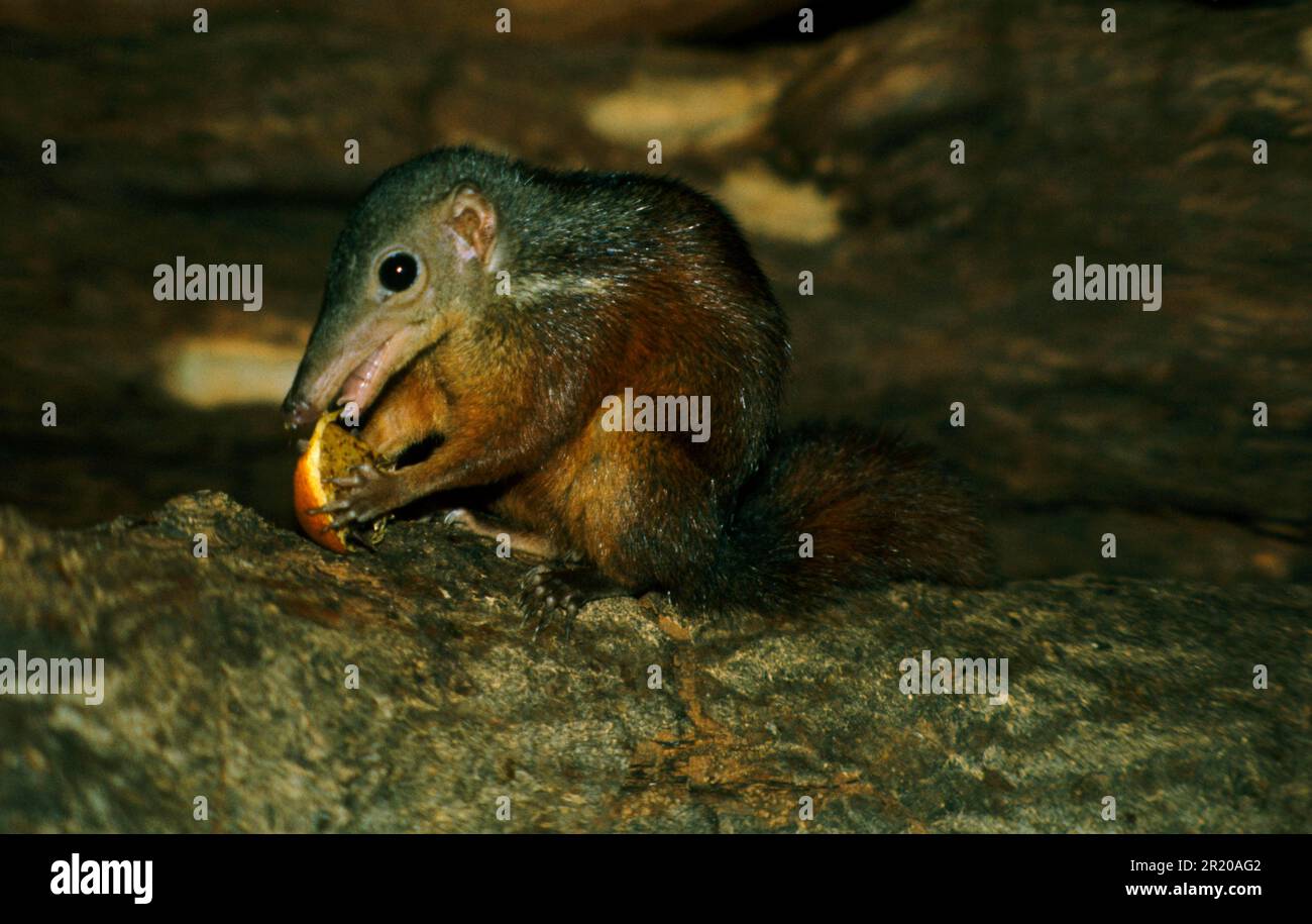 Tana, Tanas, Animals, Mammals, Tree Shrew, Large Tree Shrew (Lupaia ...