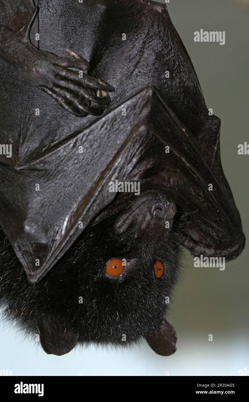 Comoro flying fox, Comoro flying foxes, bats, mammals, animals, Comoro ...