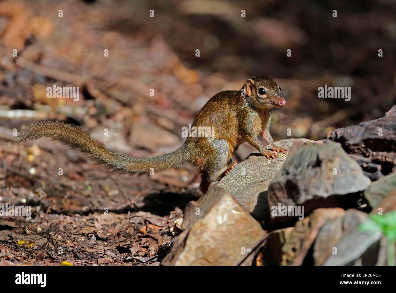 Northern treeshrew (Tupaia belangeri), tupaia (genus) (Tupaja ...