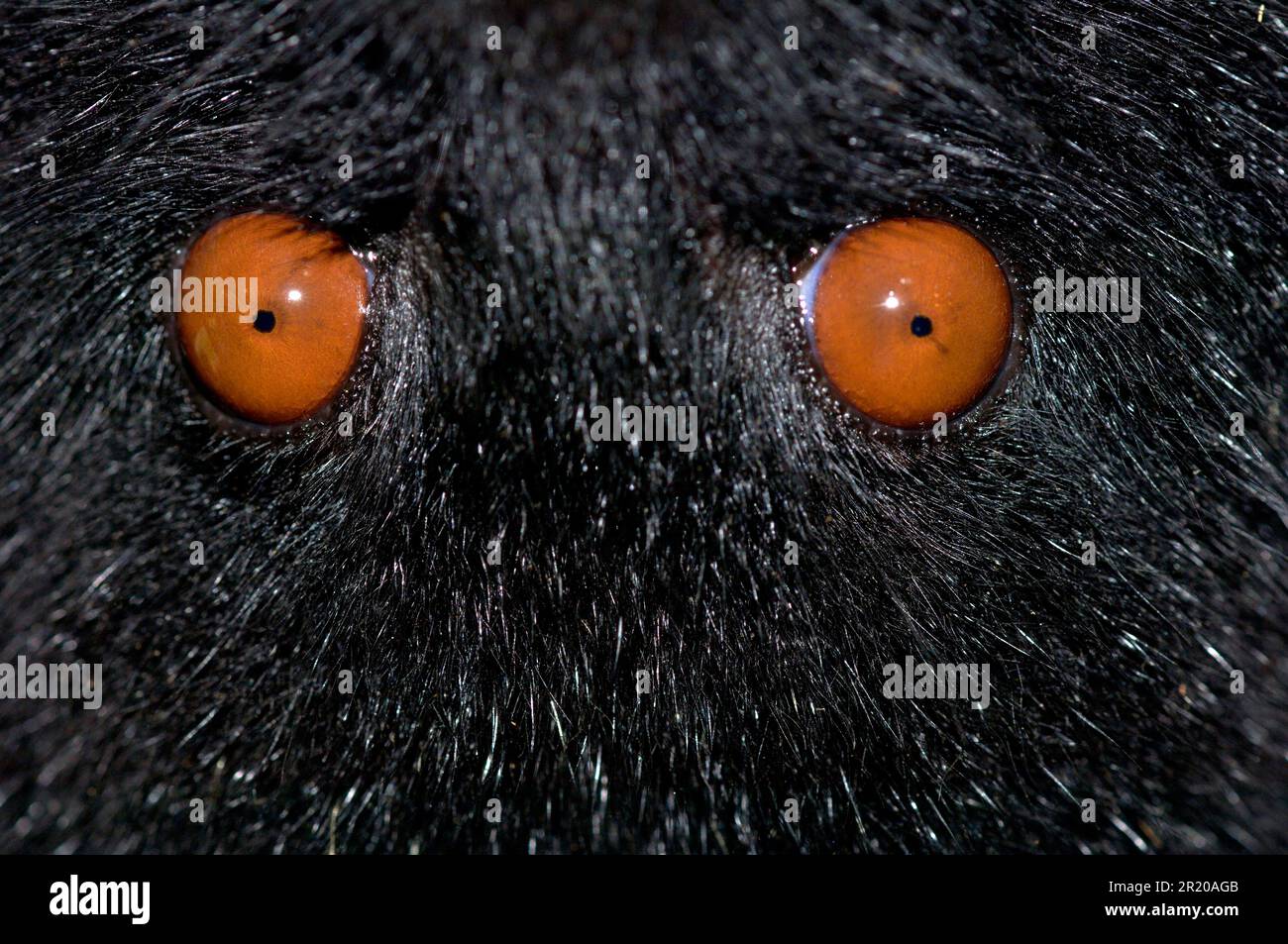 Comoro flying fox, Comoro flying fox, bats, mammals, animals, Comoro ...