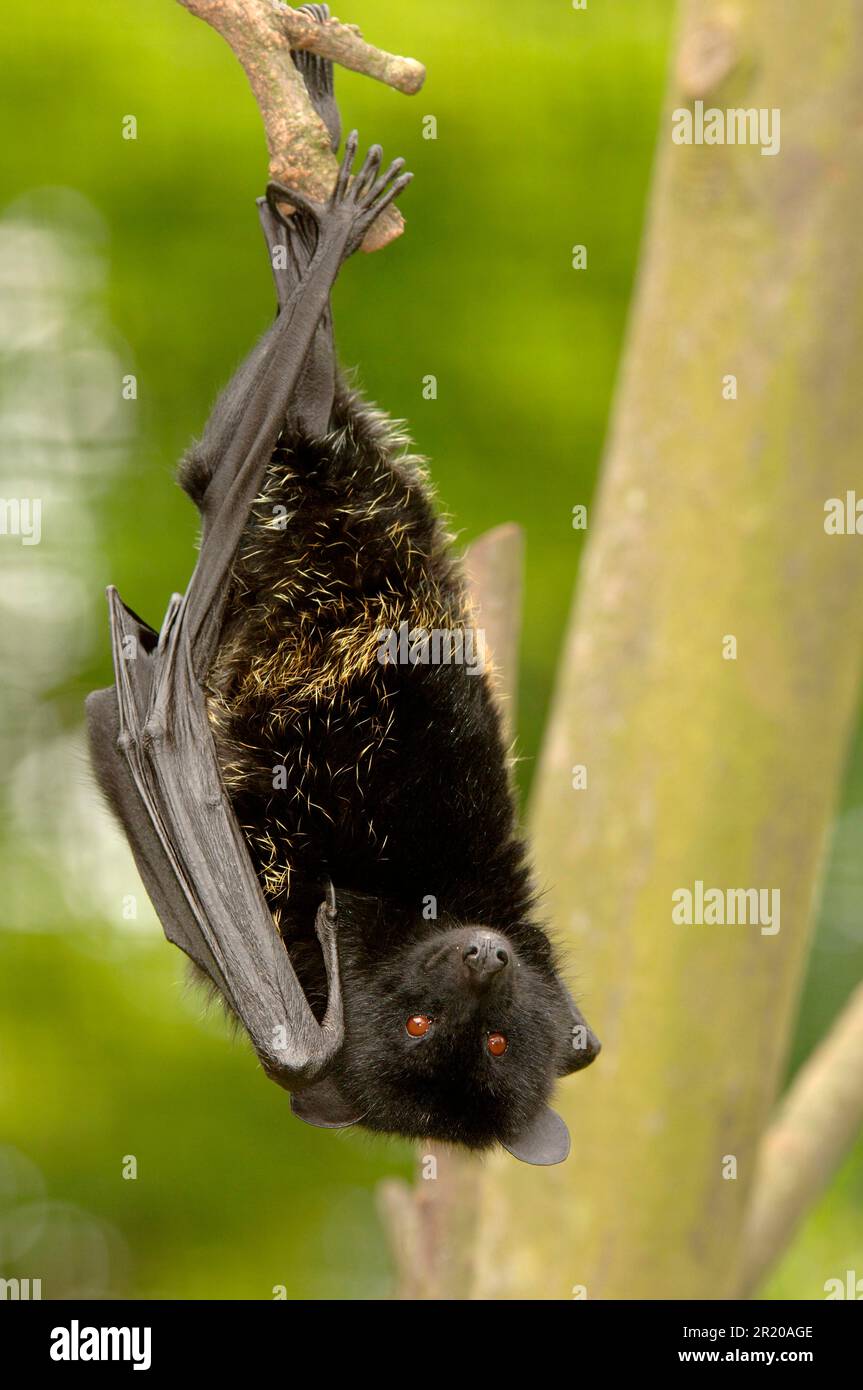 Comoro flying fox, Comoro flying foxes, bats, mammals, animals, Comoro ...