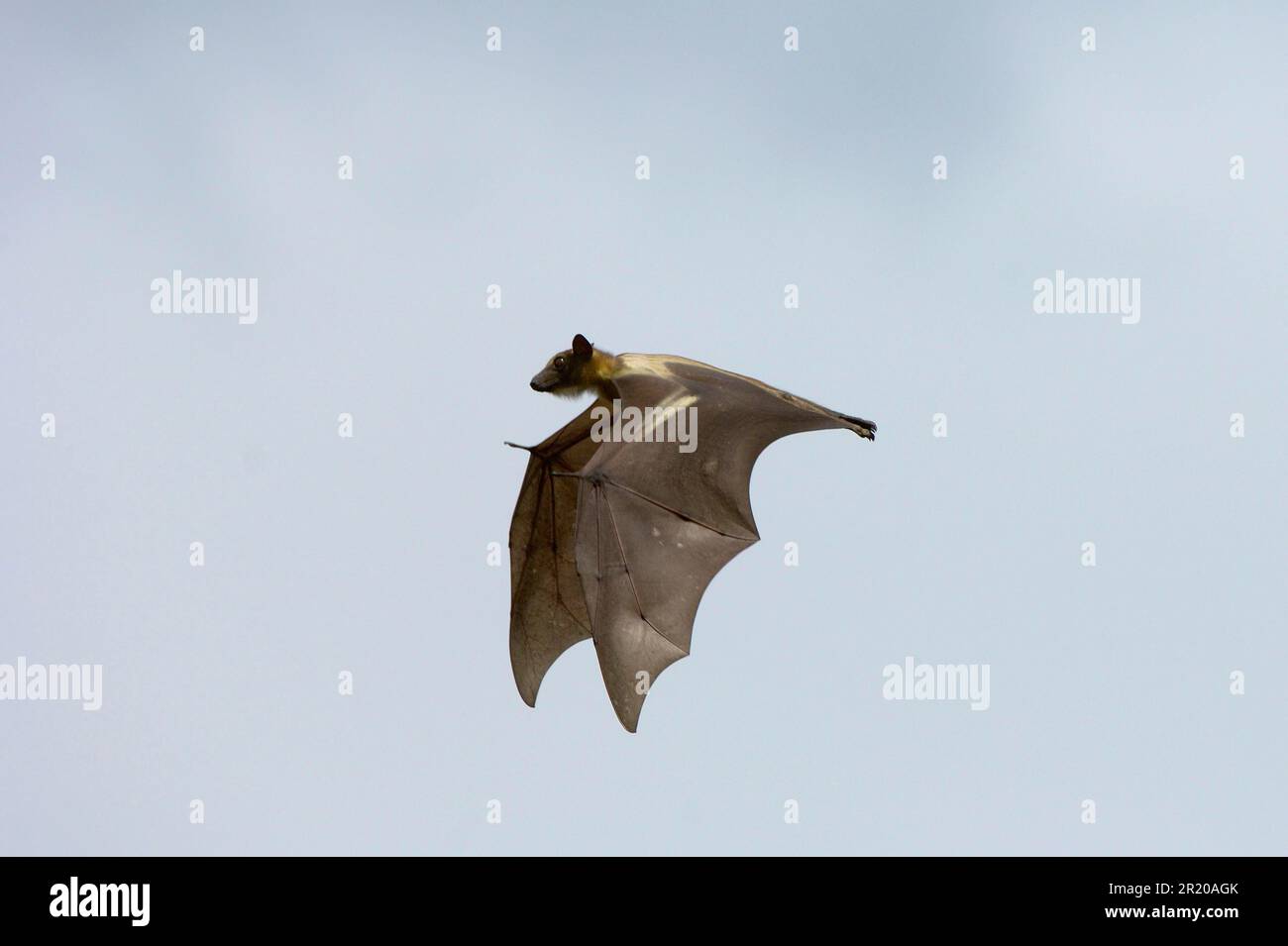 Straw-coloured Fruit Bat (Eidolon helvum) adult, in flight, daytime ...