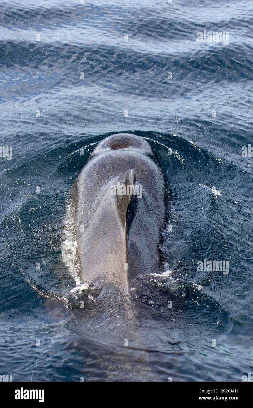 Globicephala seiboldii, Indo-Pacific pilot whale, Pilot whale, Indo ...
