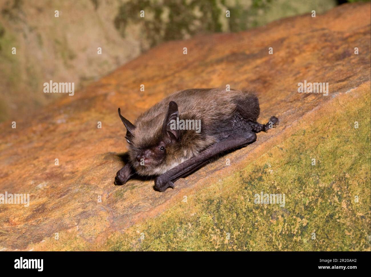 Myotis brandti, brandt's bat (Myotis brandtii), Great bearded bat ...