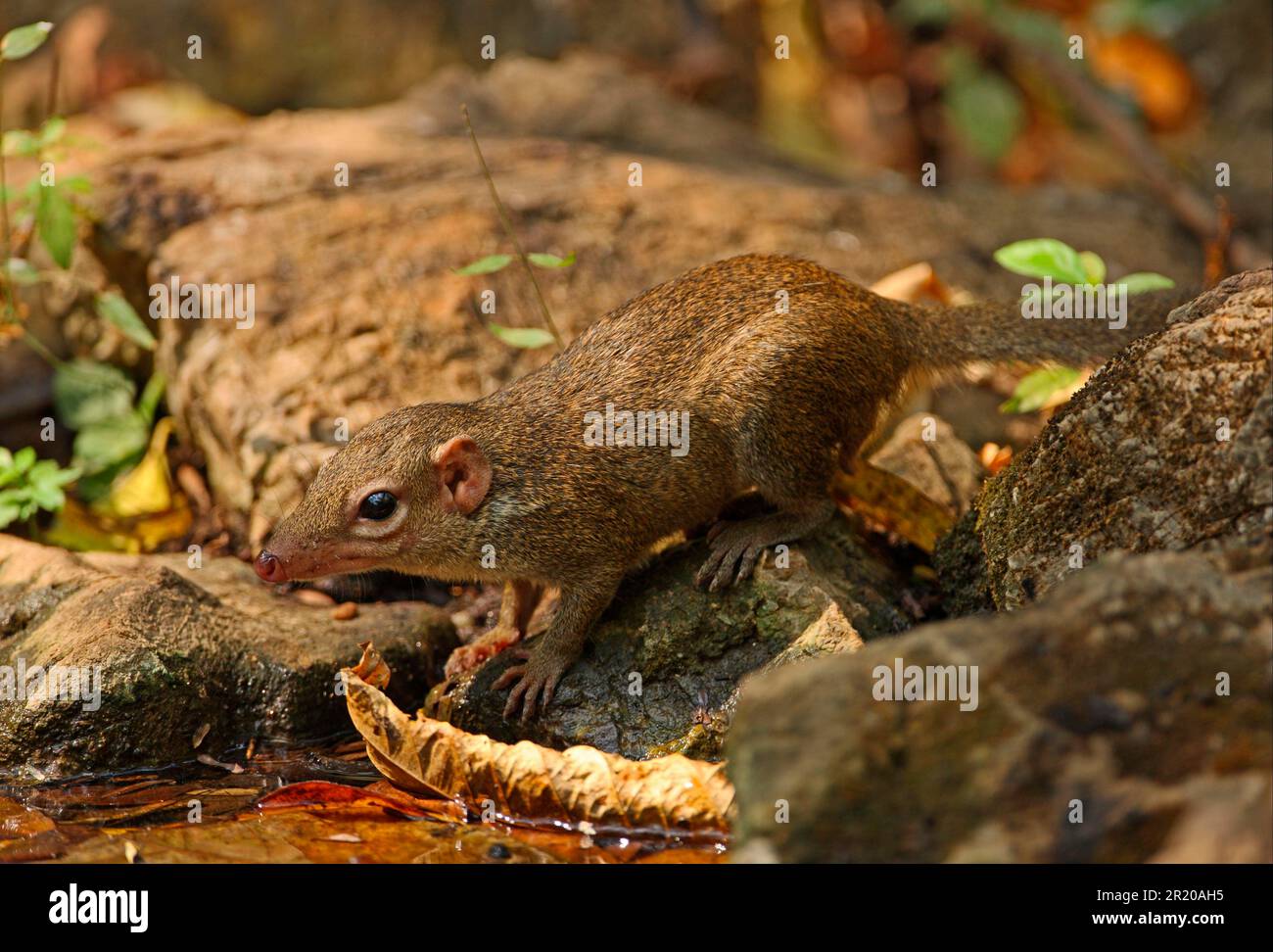 Northern treeshrew (Tupaia belangeri), tupaia (genus) (Tupaja ...