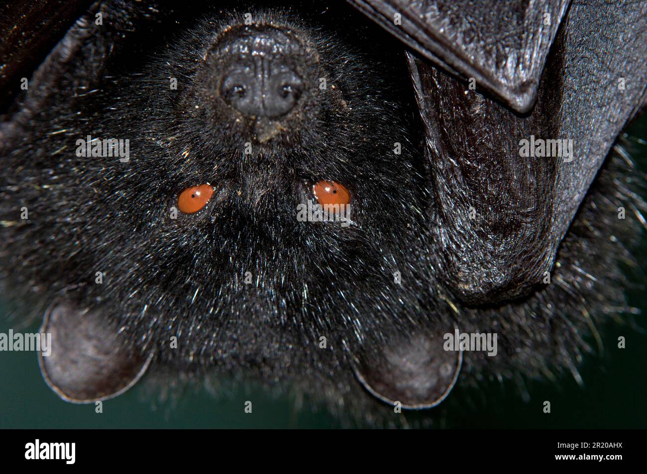 Comoro flying fox, Comoro flying foxes, bats, mammals, animals, Comoro ...