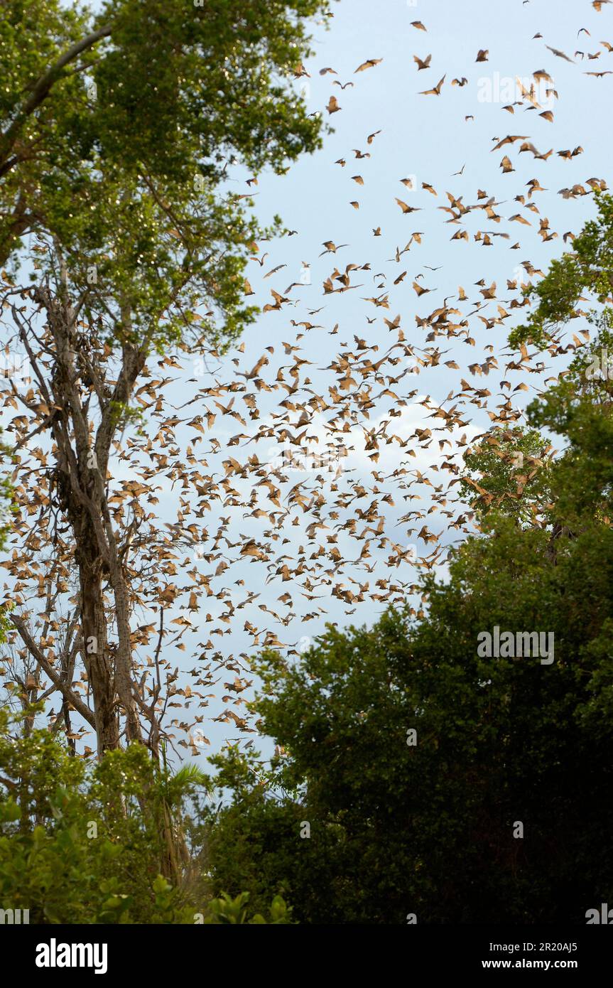 Straw-coloured fruit bats (Eidolon helvum), Palm flying dog, Bats ...