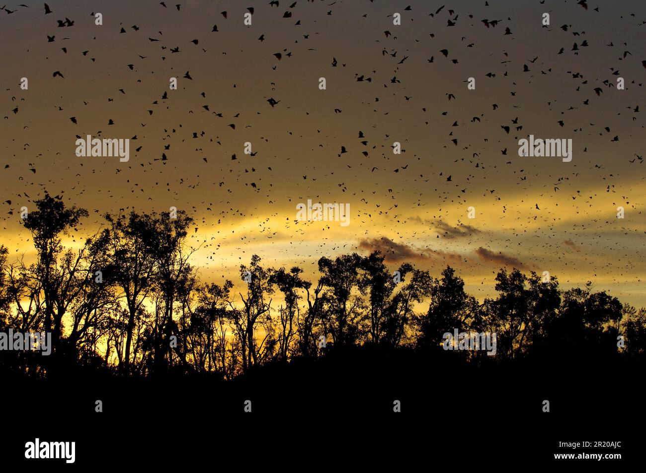 Straw-coloured Fruit Bat (Eidolon helvum) flock, in flight, taking off ...