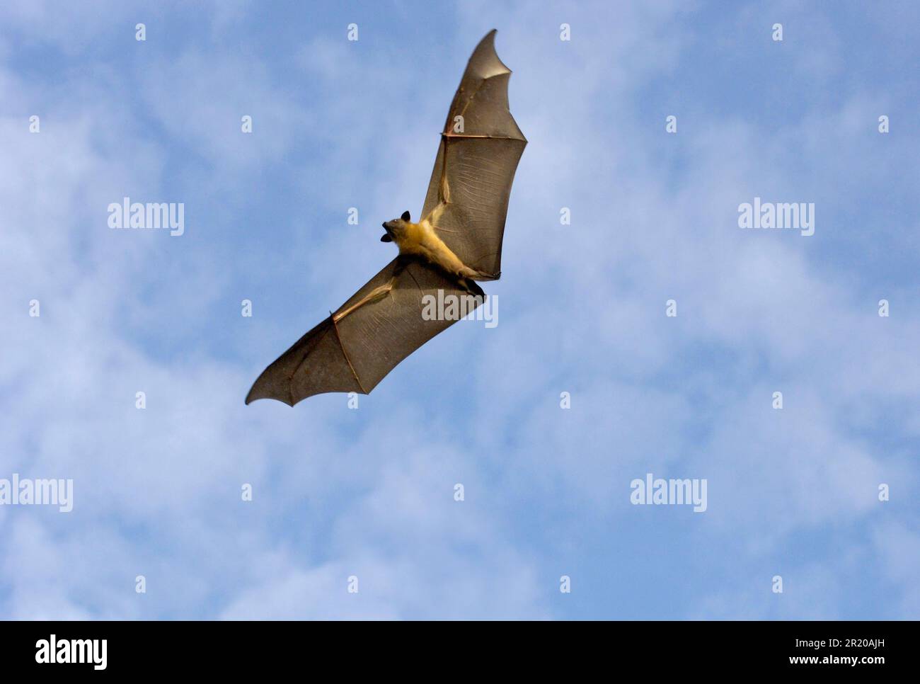 Straw-coloured Fruit Bat (Eidolon helvum) adult, in flight, daytime ...