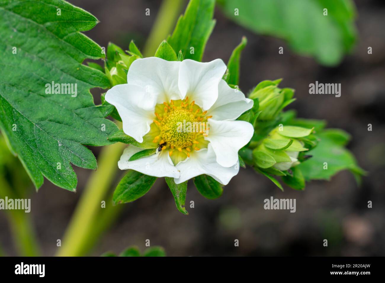 Young strawberry bushes grow hi-res stock photography and images - Alamy