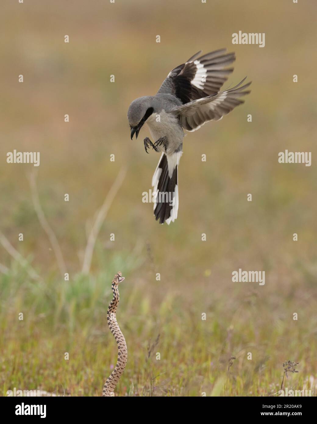 Loggerhead shrike prey hi-res stock photography and images - Alamy