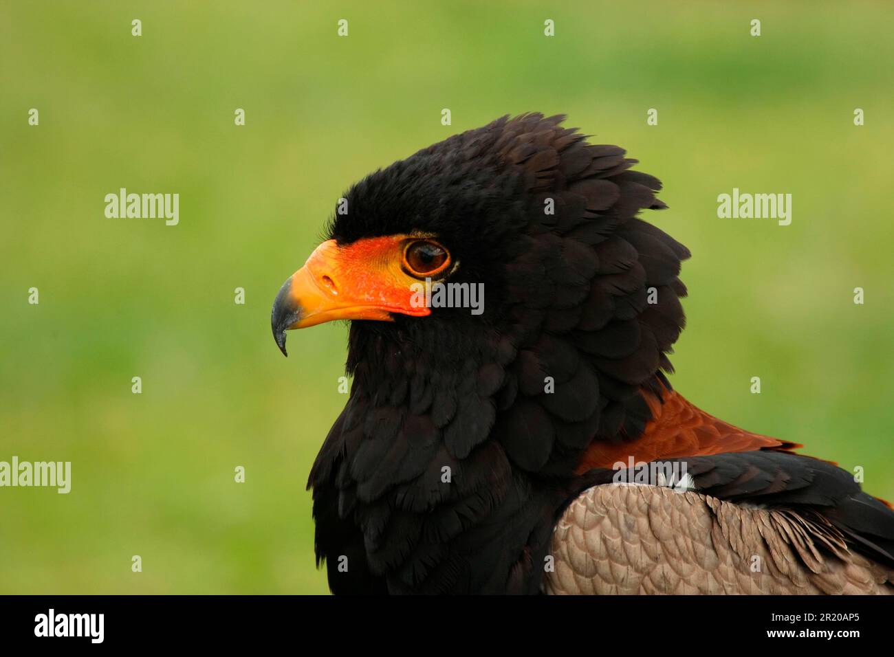 Adult bateleur eagle hi-res stock photography and images - Alamy