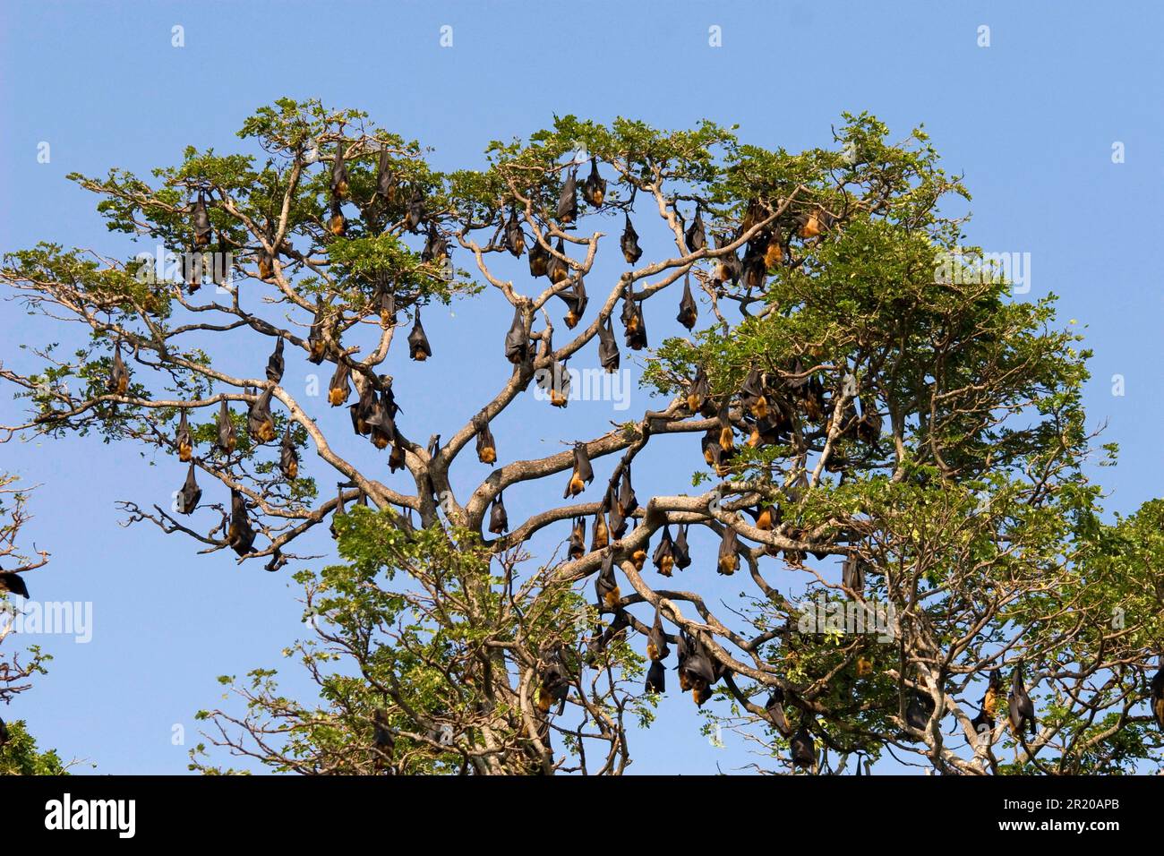 Indian flying fox (Pteropus giganteus), Indian Giant Flying Foxes ...