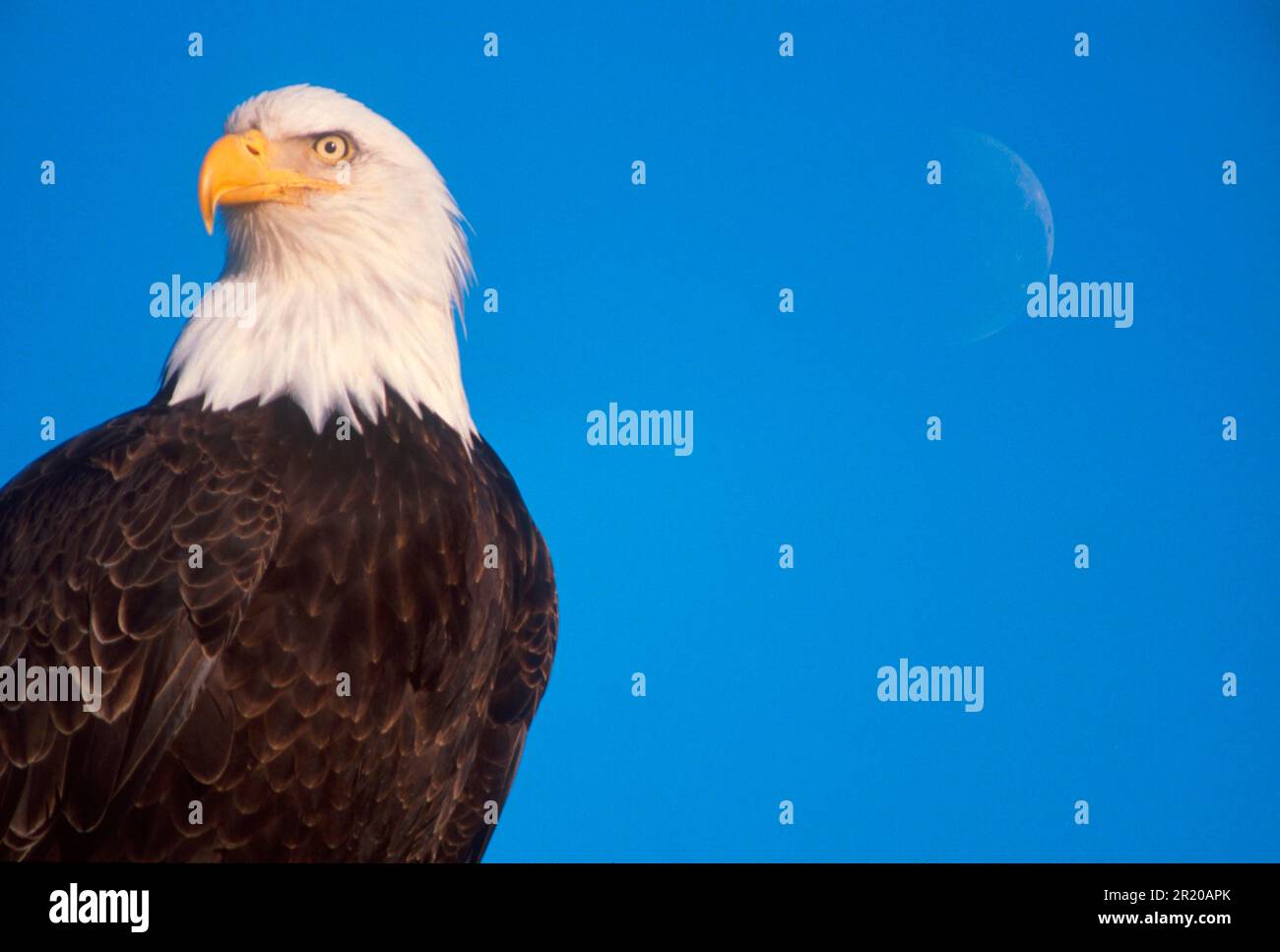Head shot bald eagle hi-res stock photography and images - Alamy
