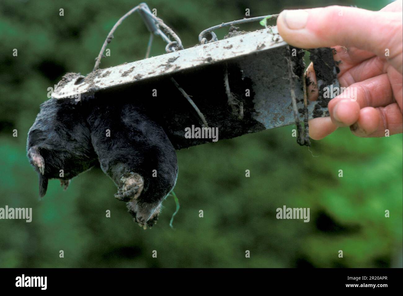 European mole, European mole, European moles, insectivores, mammals ...