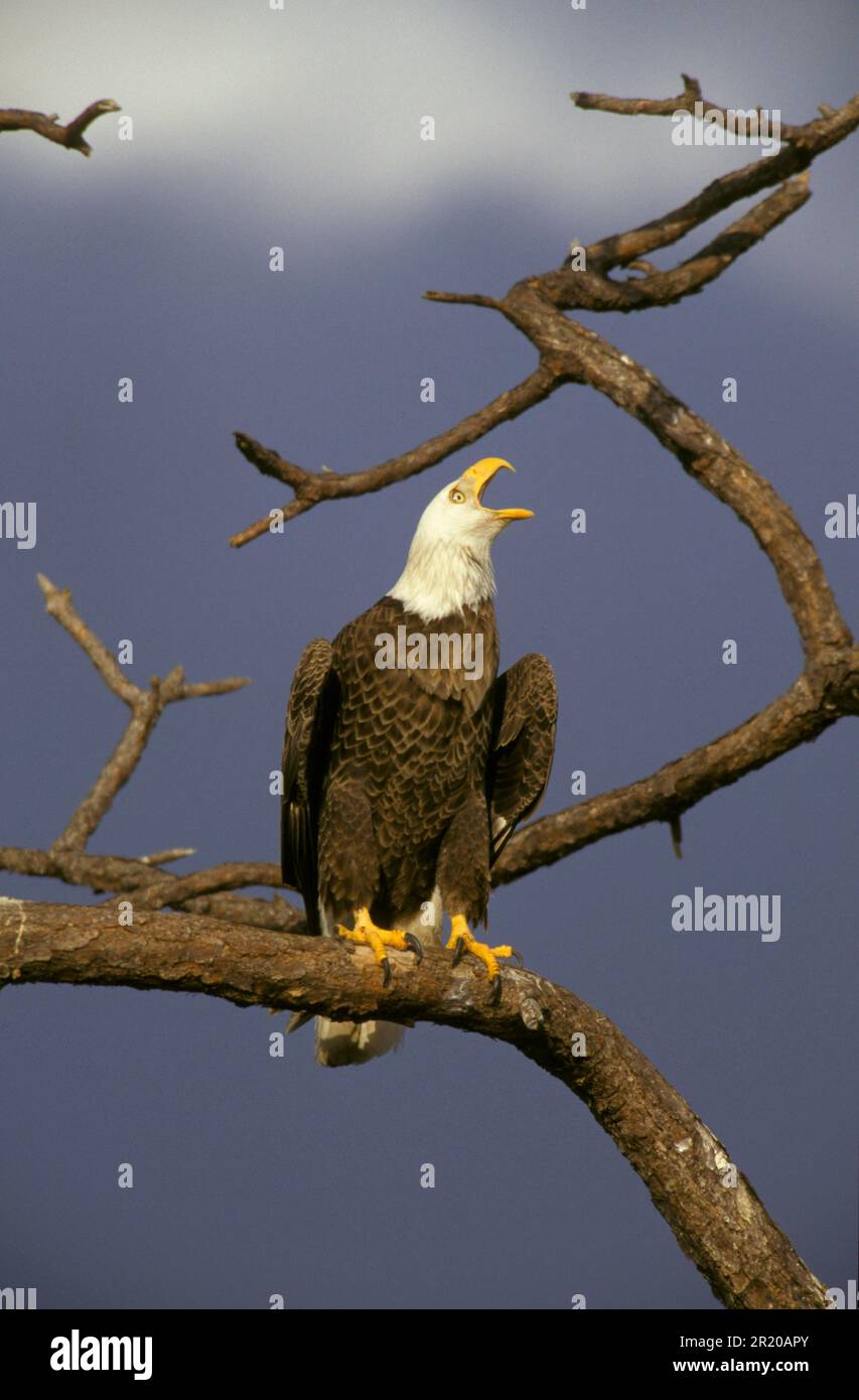 Bald eagle (Haliaeetus leucocephalus), Eagles, Birds of Prey, Animals ...