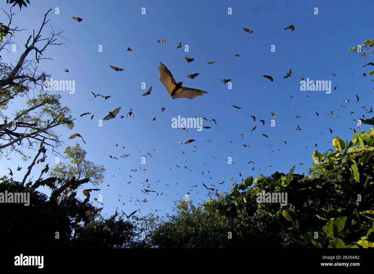 Straw coloured fruit bats hi-res stock photography and images - Alamy