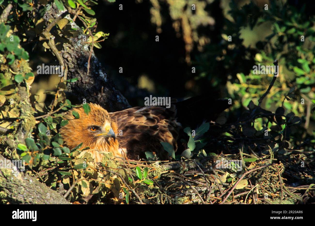 Booted eagle (Hieraaetus pennatus), Eagle, Birds of prey, Animals ...