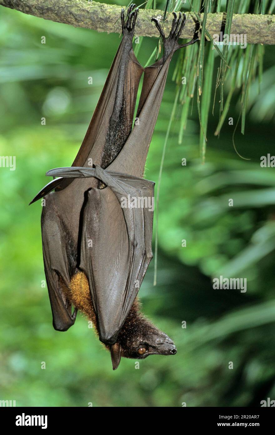 Kalong, Kalong Flying Fox, Kalongs, Kalong Flying Dogs, Bats, Mammals ...