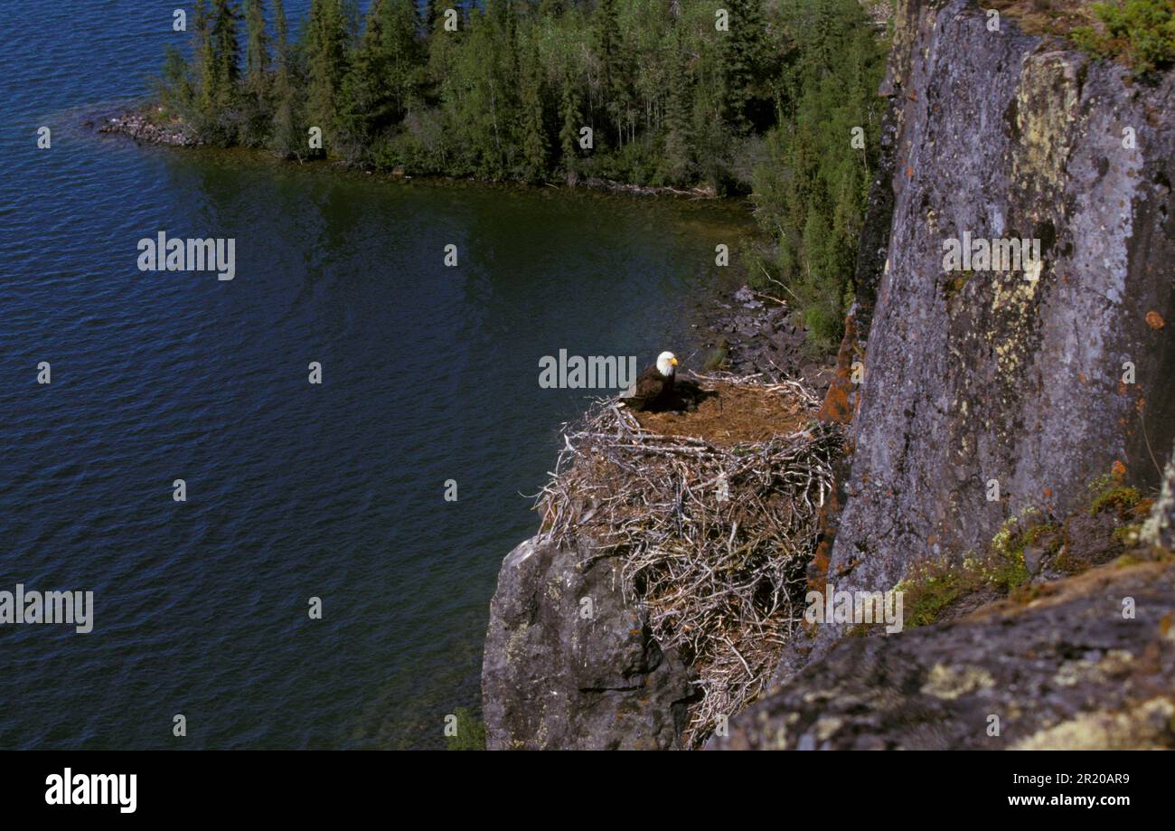 Bald eagle (Haliaeetus leucocephalus), Eagle, Birds of Prey, Animals ...
