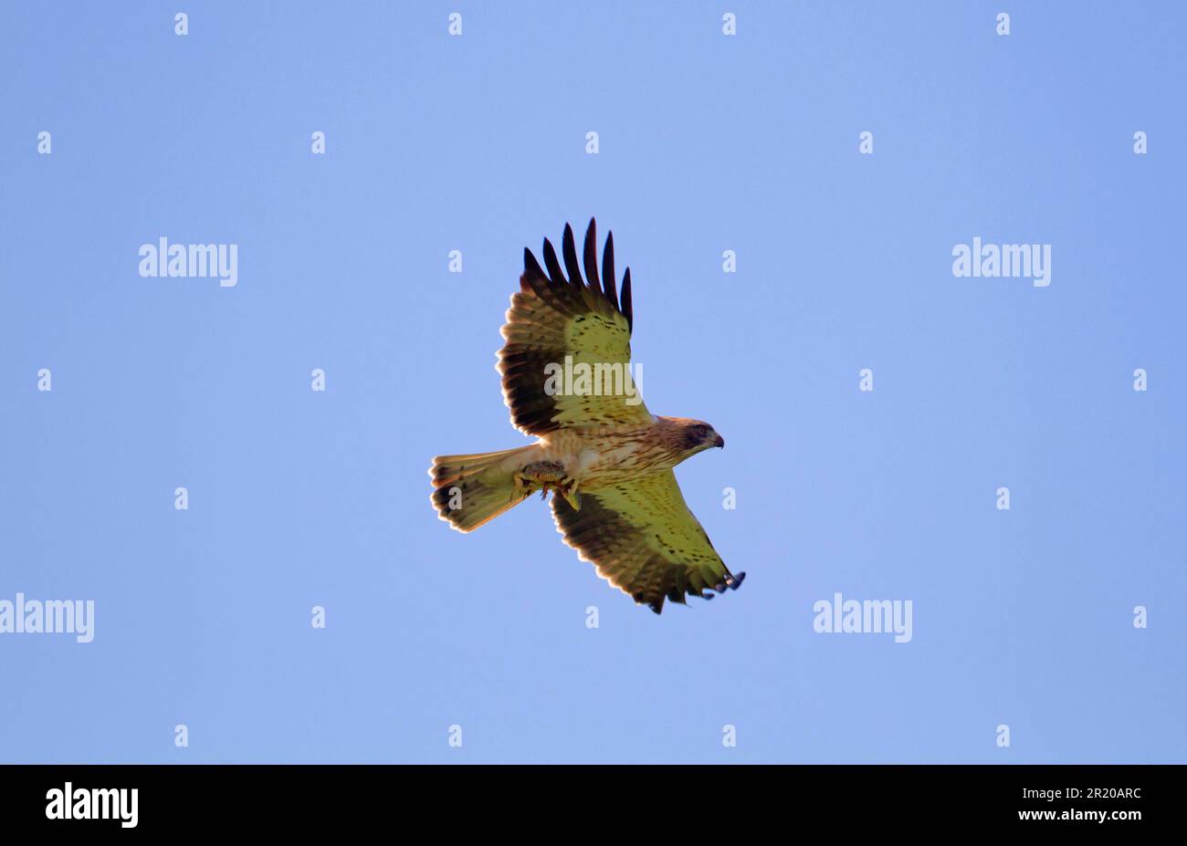 Booted eagle (Hieraaetus pennatus), adult, pale form, in flight, with ...