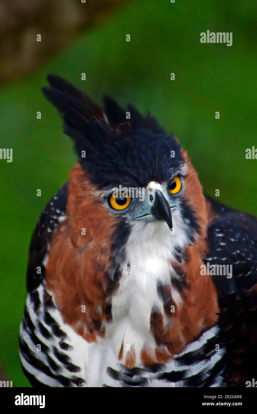Ornate ornate hawk-eagle (Spizaetus ornatus) adult, close-up of the ...