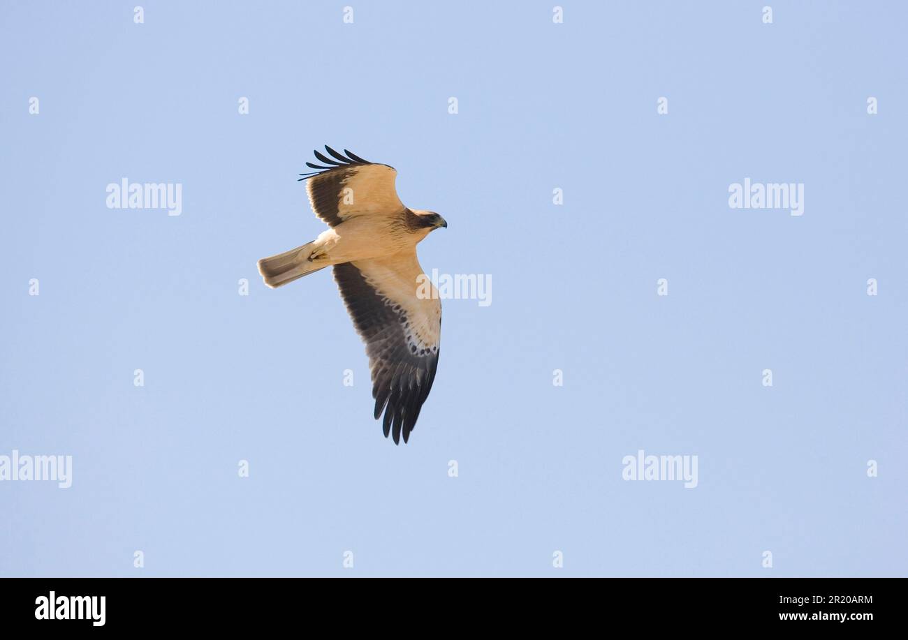 Booted eagle (Hieraaetus pennatus), eagle, birds of prey, animals ...