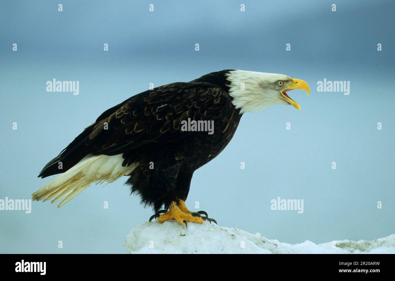 Bald eagle (Haliaeetus leucocephalus), Eagle, Birds of prey, Animals, Birds, Bald Eagle Adult on ...