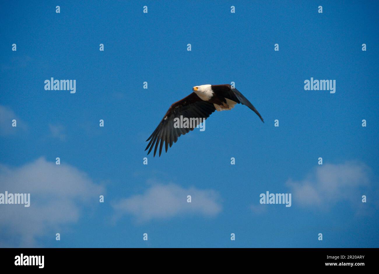 African fish eagle (Haliaeetus vocifer), Eagle, Birds of Prey, Animals ...