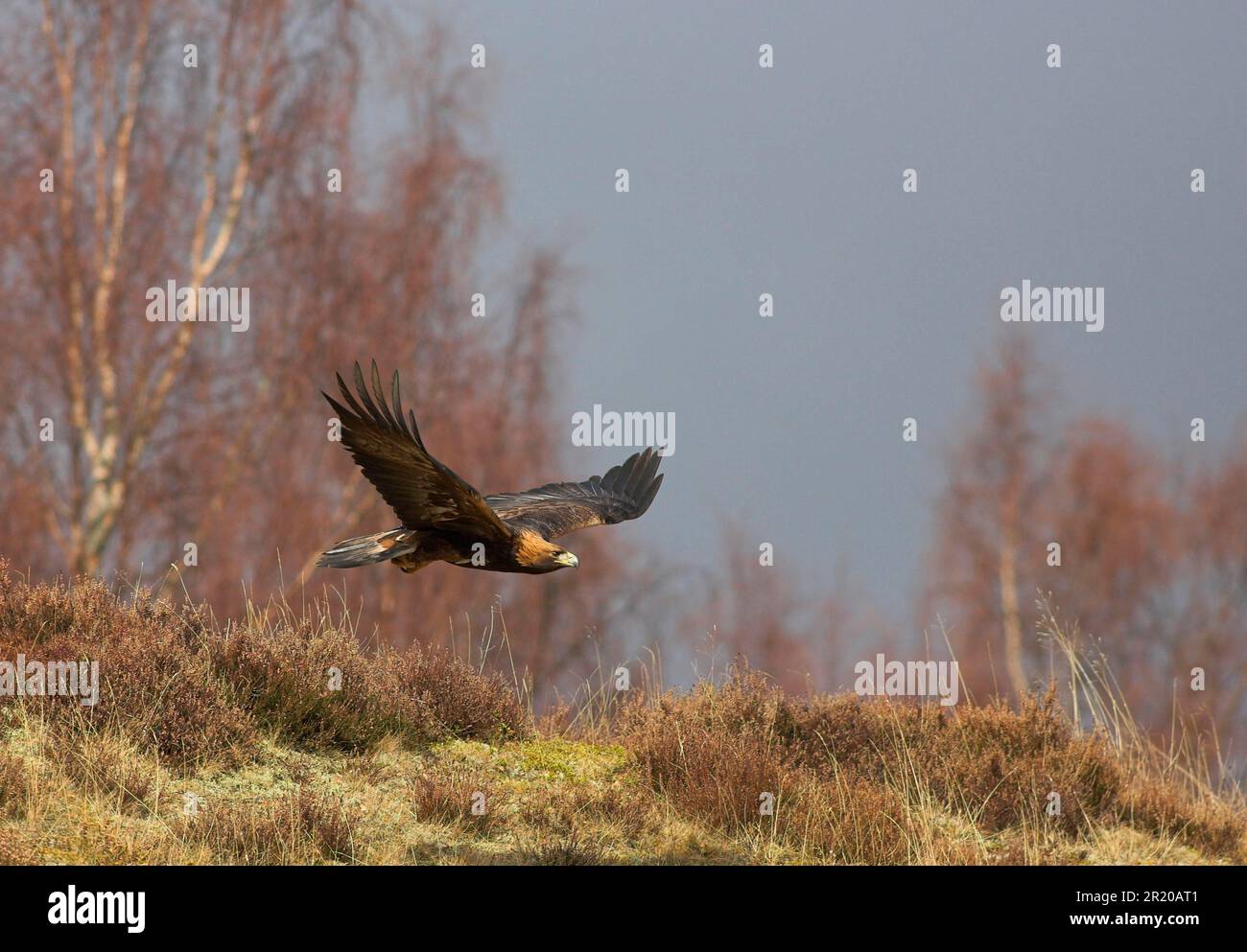 Golden eagle (Aquila chrysaetos) adult in flight, hunting, Scotland ...