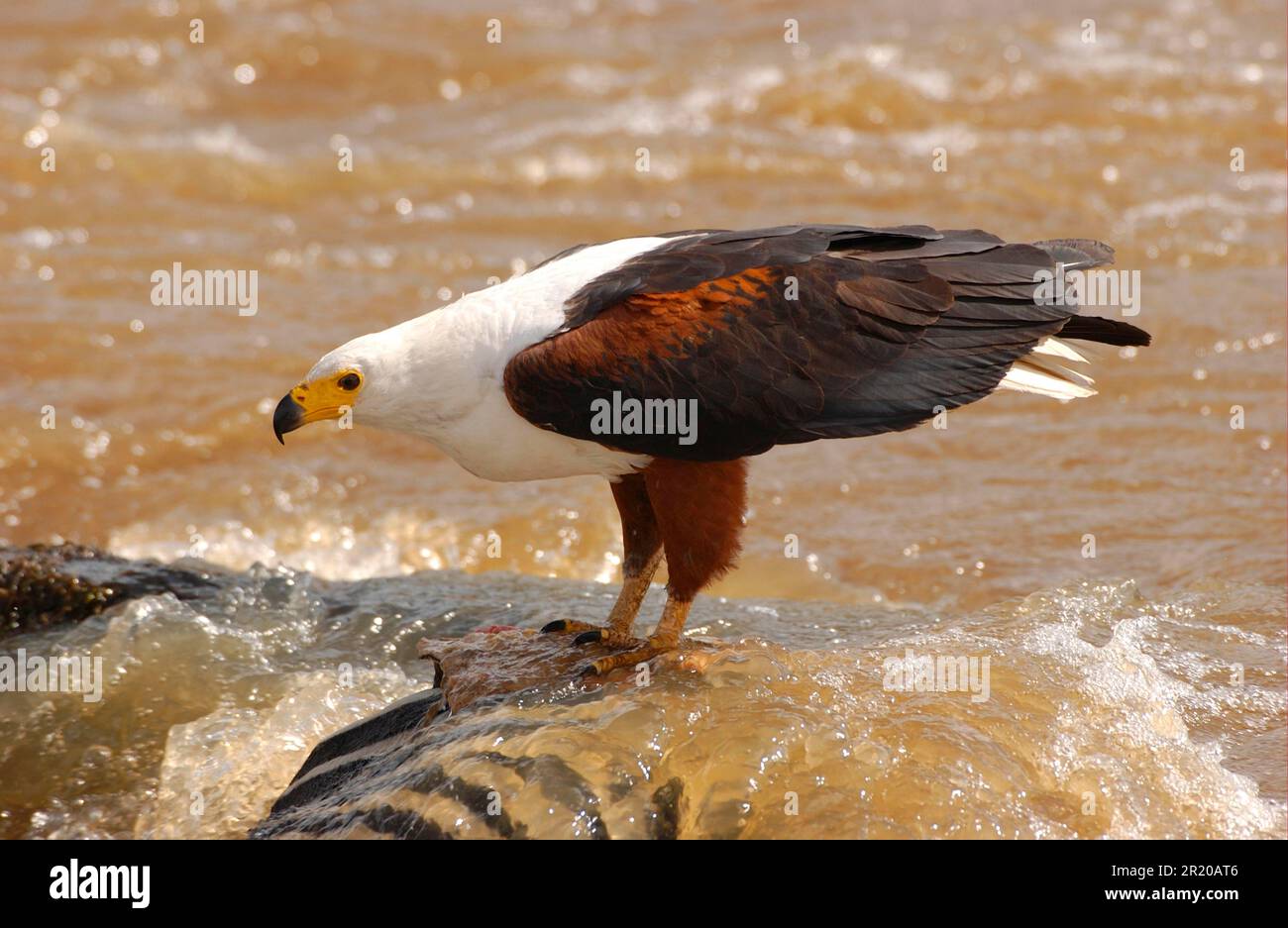Africa river bird zebra not lake hi-res stock photography and images ...