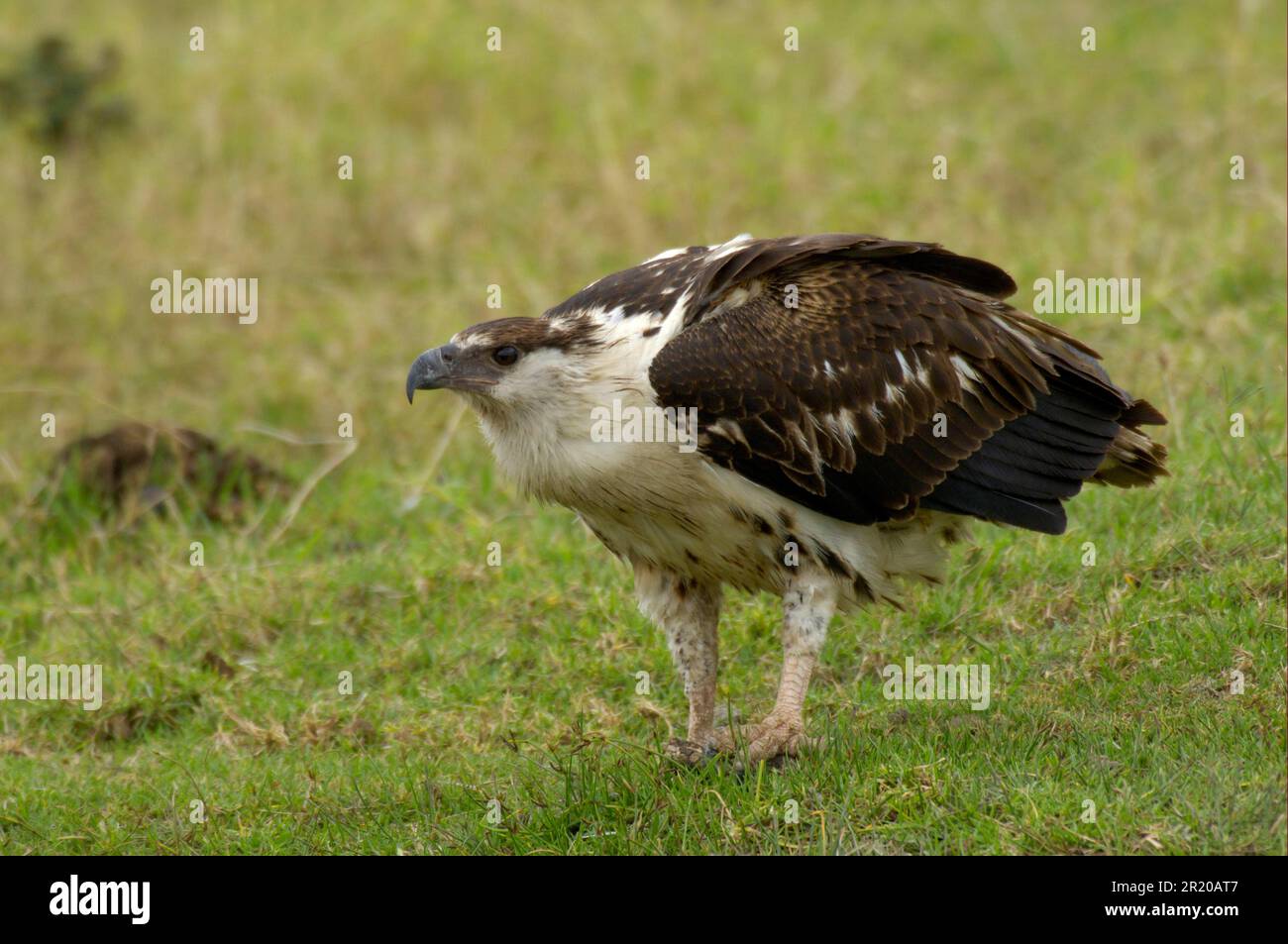 African fish eagle (Haliaeetus vocifer), eagle, birds of prey, animals, birds Fish Eagle ...