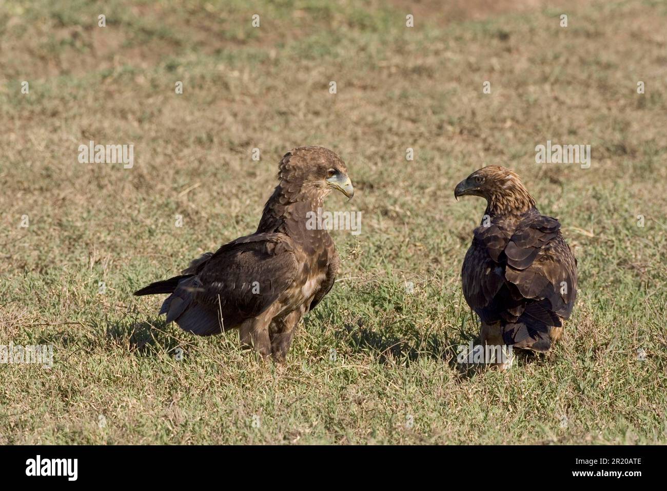 Jugglers, Birds of prey, Animals, Birds, Bateleur Eagle, immature, with Tawny Eagle (Aquila ...