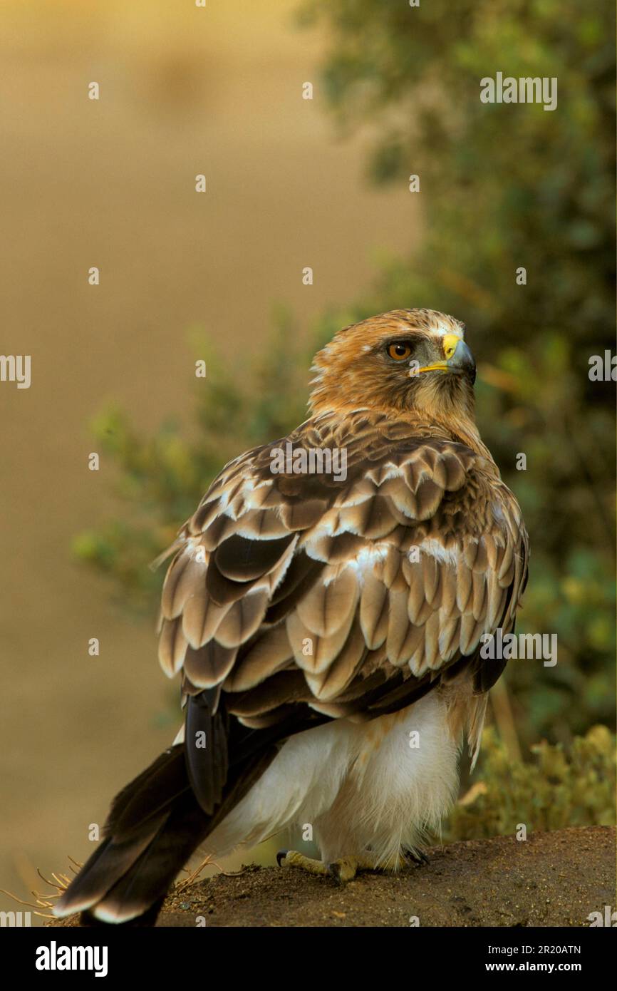 Booted eagle (Hieraaetus pennatus), Eagle, Birds of prey, Animals ...