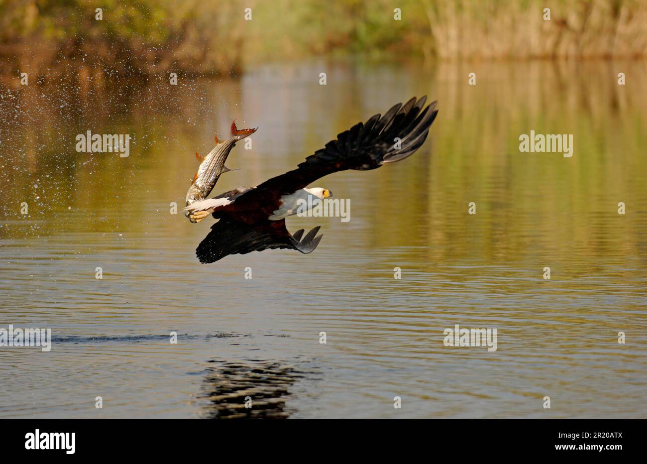 African fish eagle (Haliaeetus vocifer), adult in flight, tiger fishing ...