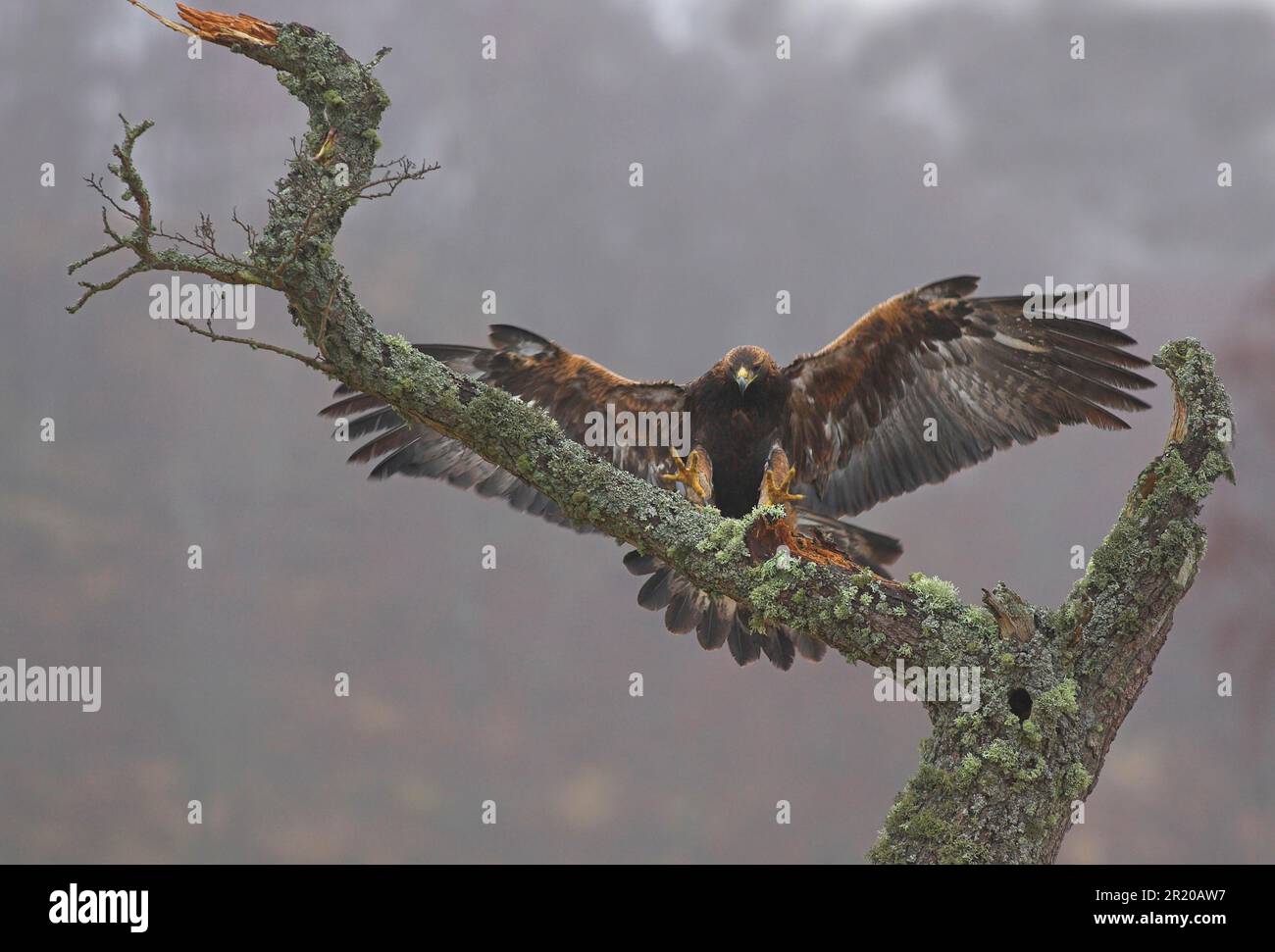 Golden eagle (Aquila chrysaetos) adult in flight, landing in tree ...