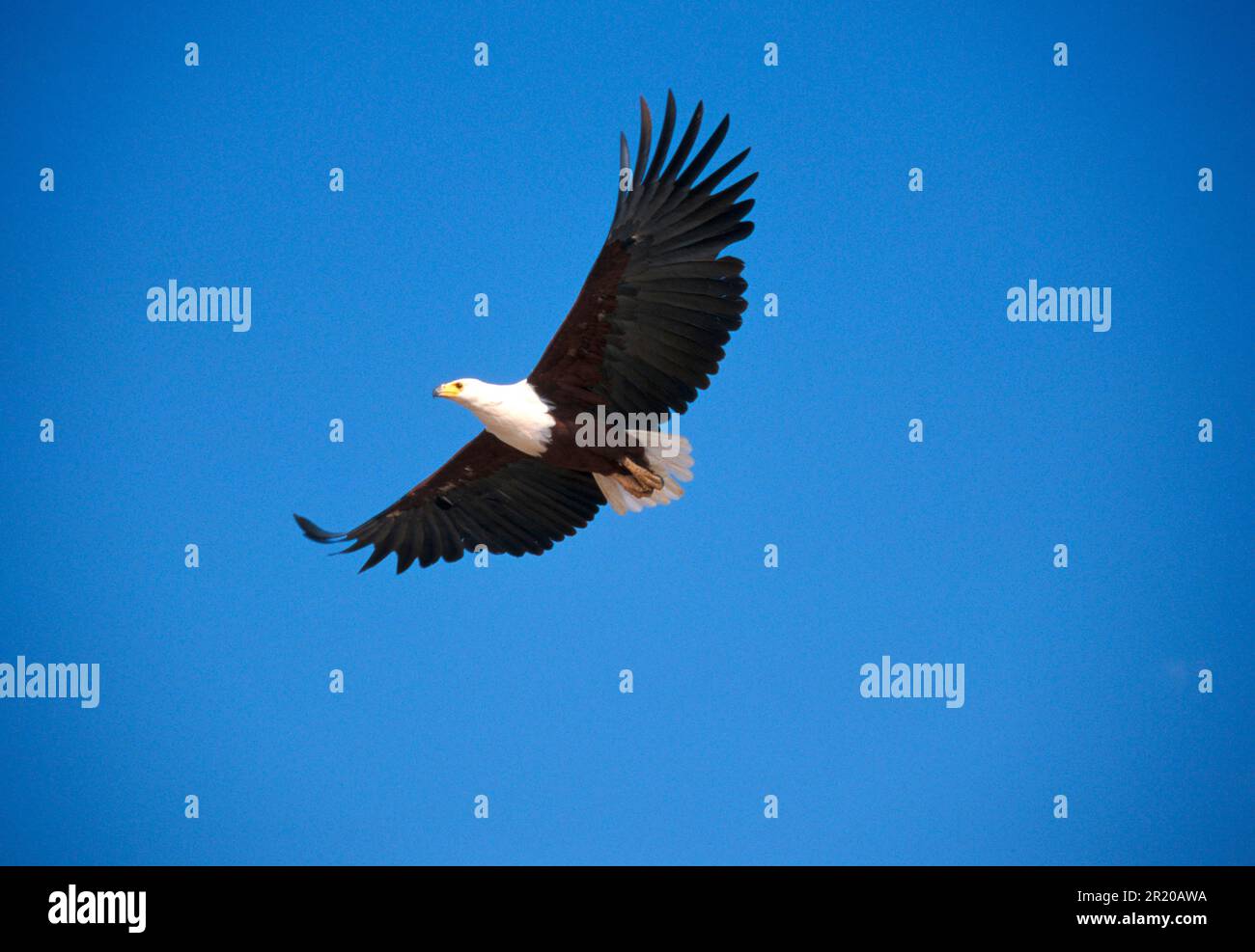 African fish eagle (Haliaeetus vocifer), eagle, birds of prey, animals ...