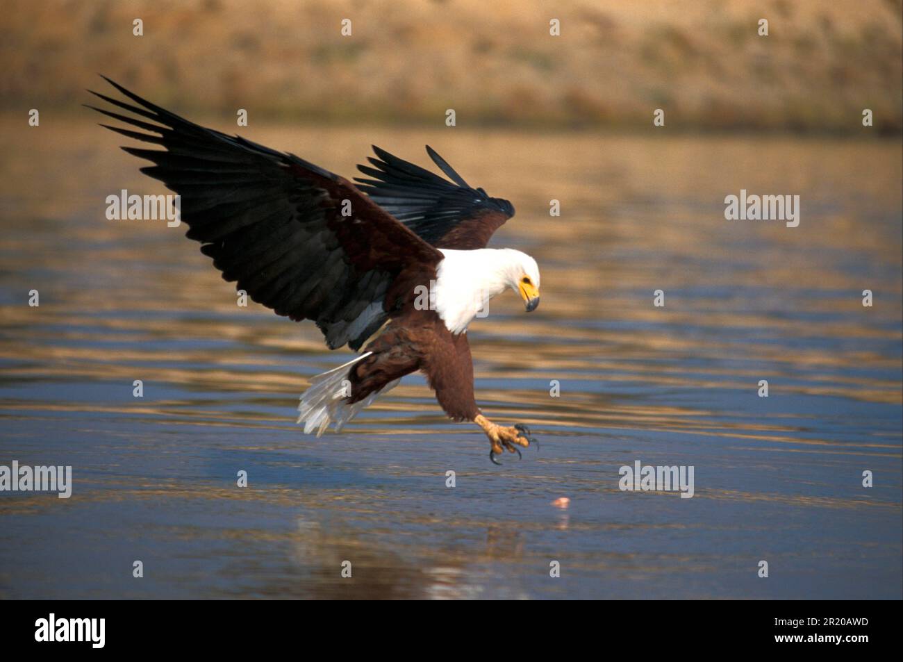 African fish eagle (Haliaeetus vocifer) picking fish out of the water ...