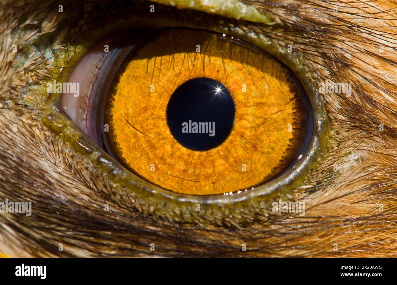 Booted eagle (Hieraaetus pennatus), eagle, birds of prey, animals ...