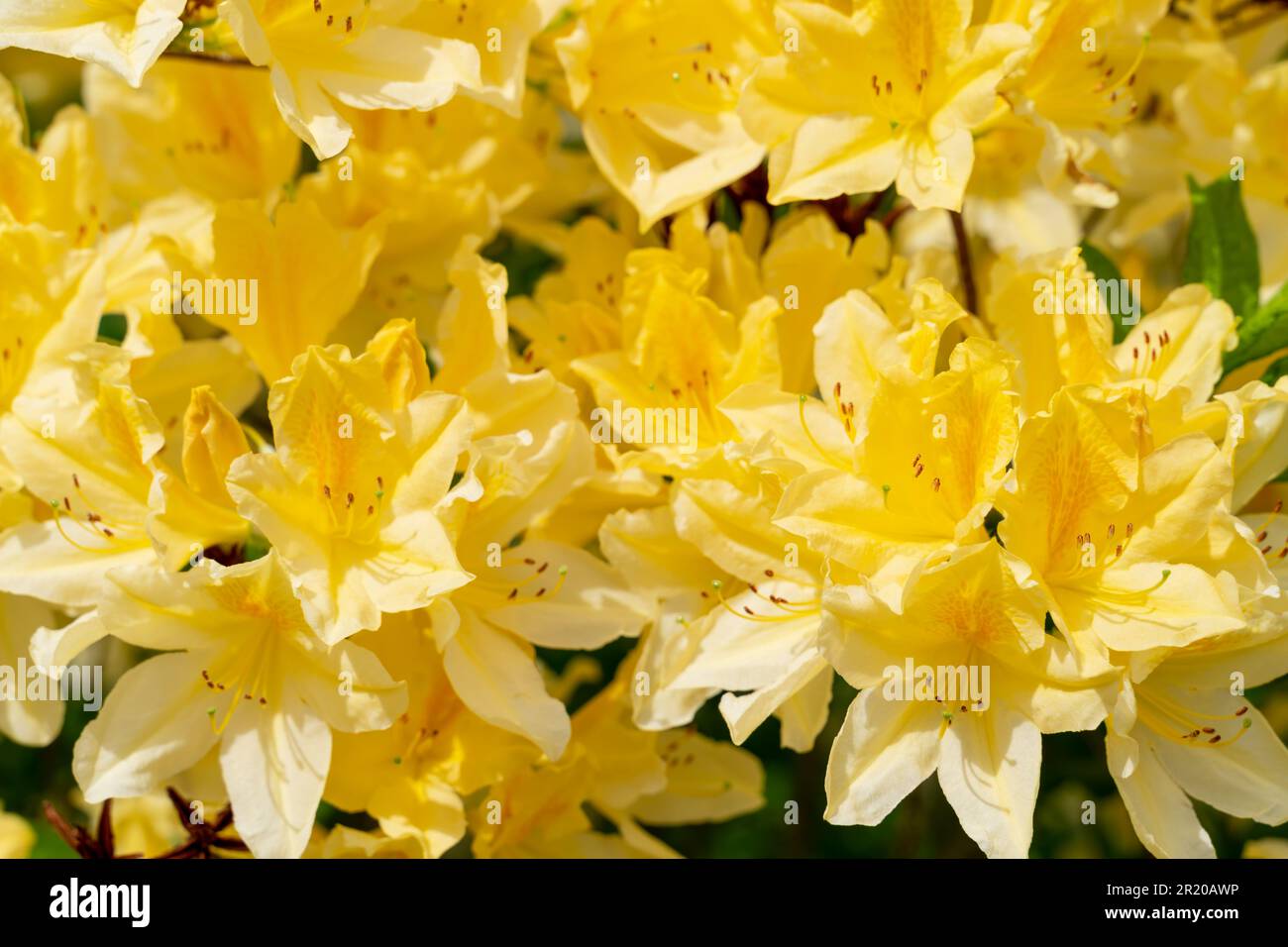 Blooming bush of yellow rhododendron in the botanical garden Stock ...