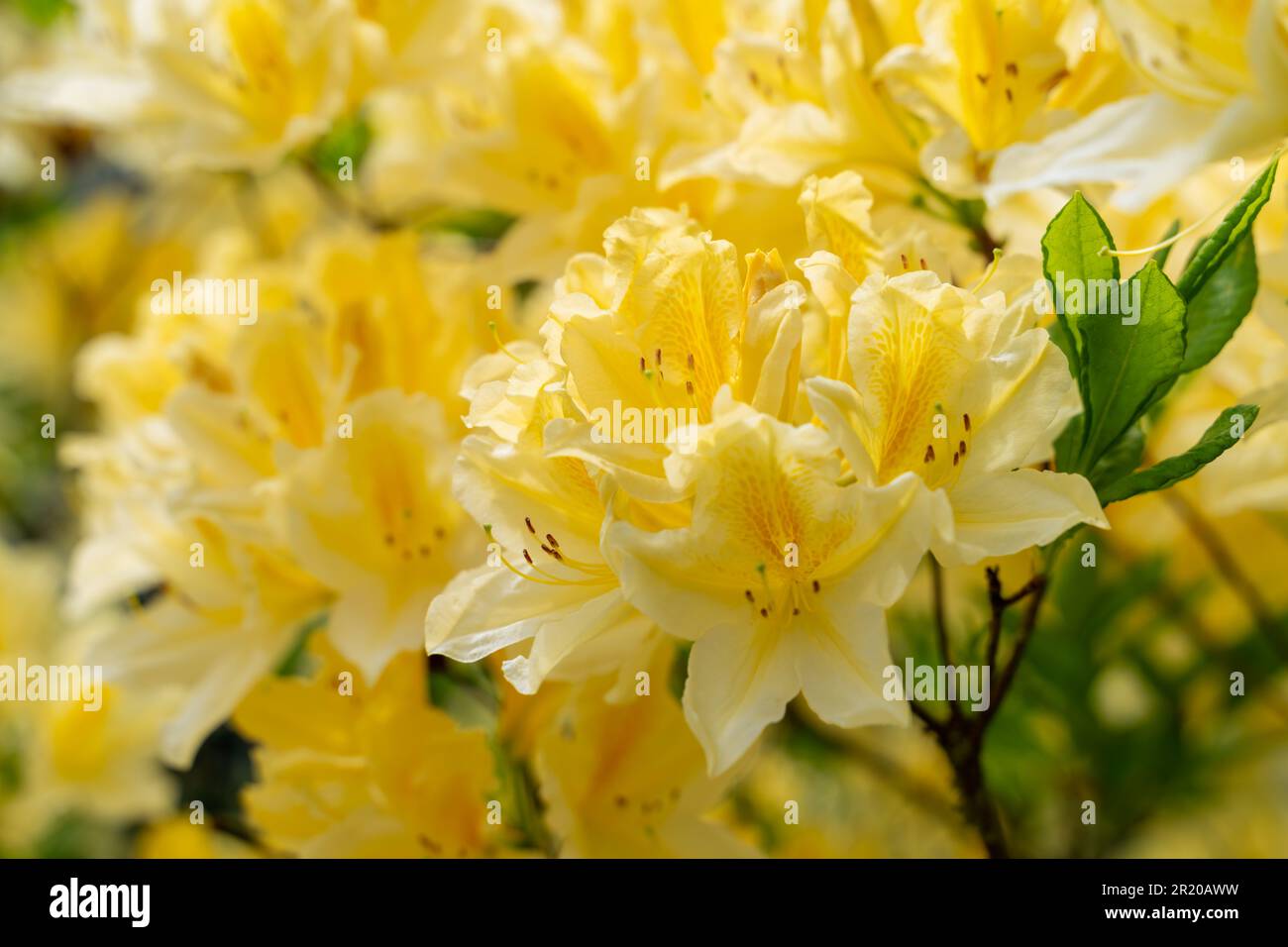 Blooming bush of yellow rhododendron in the botanical garden Stock ...