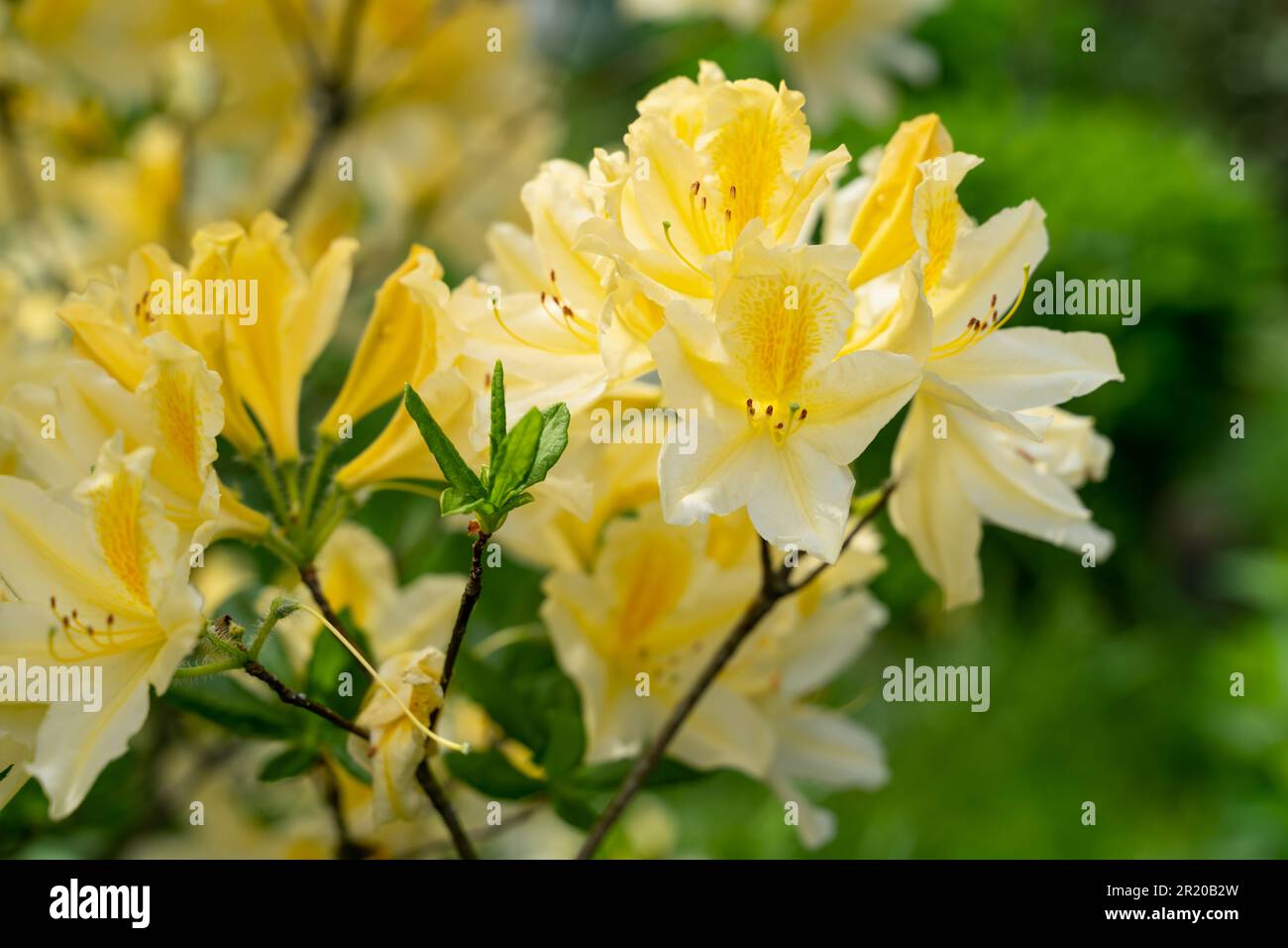 Blooming bush of yellow rhododendron in the botanical garden Stock ...