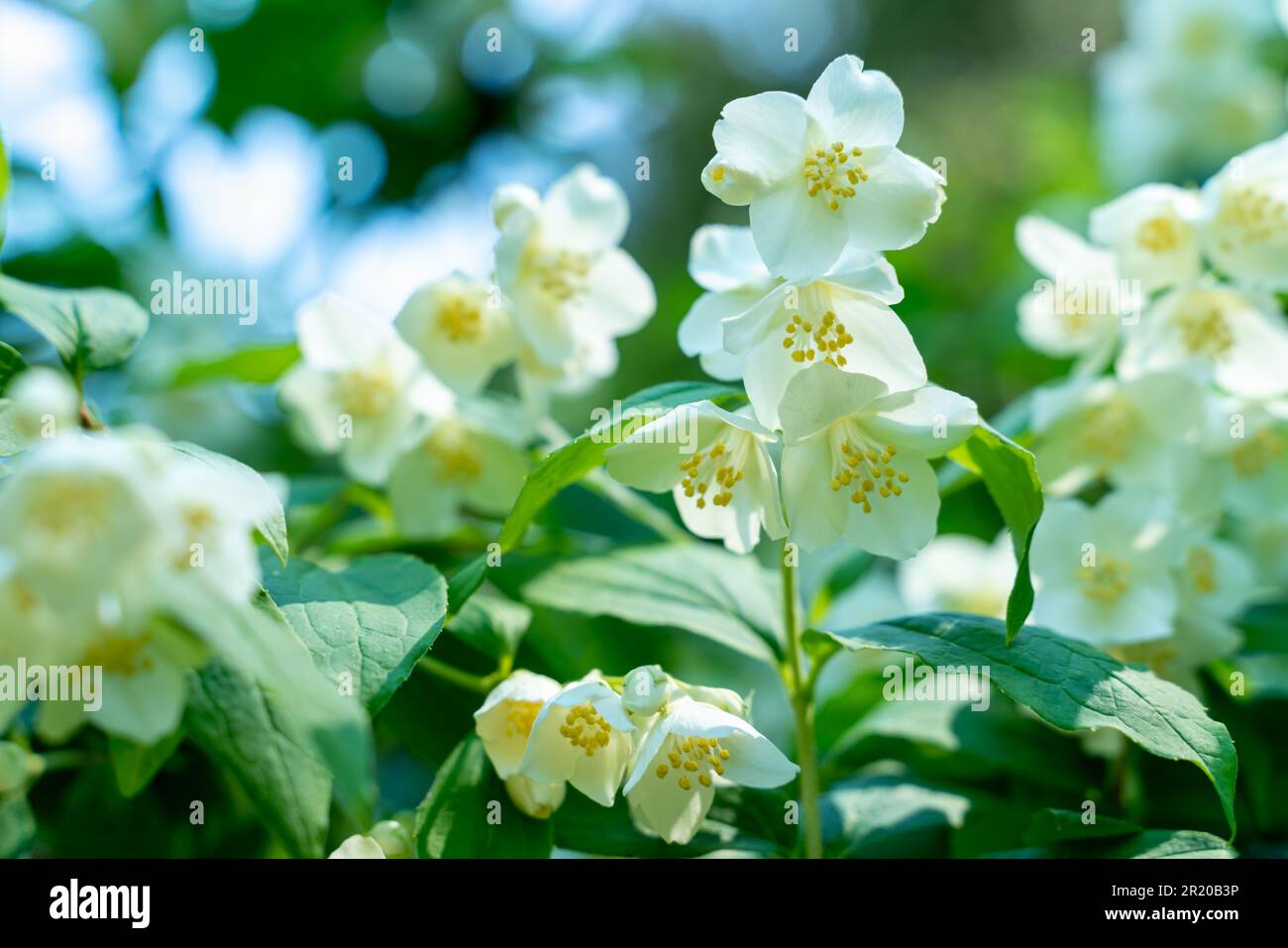 Flowering jasmine branch close-up in spring Stock Photo - Alamy