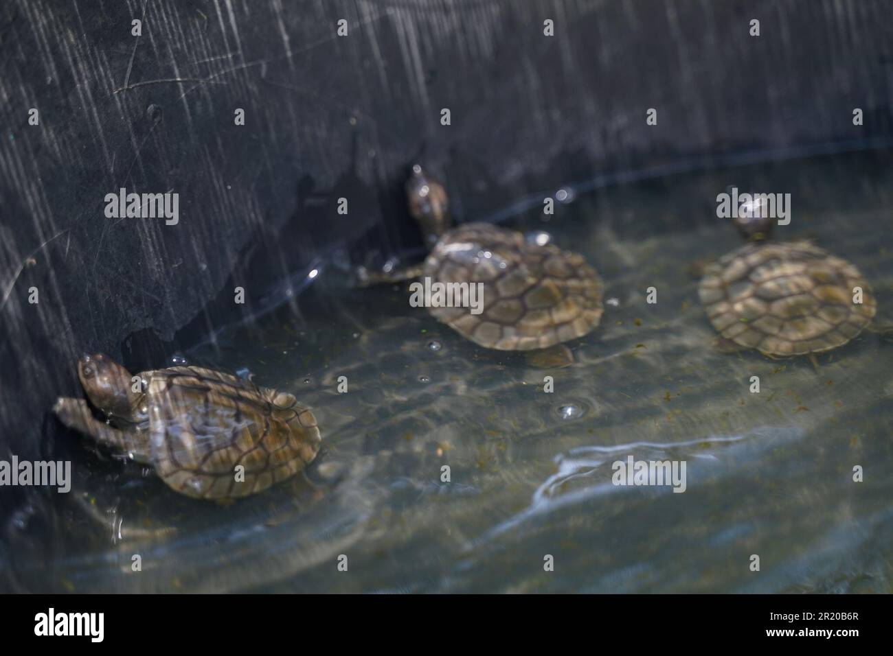 Cambodian royal turtle hi-res stock photography and images - Alamy