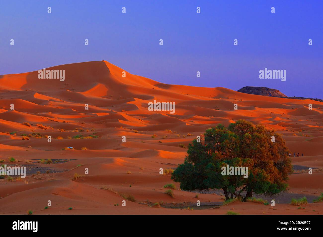 Merzouga, Erg Chebbi, Merzouga Sand Dunes, Sahara Desert, Maghreb ...