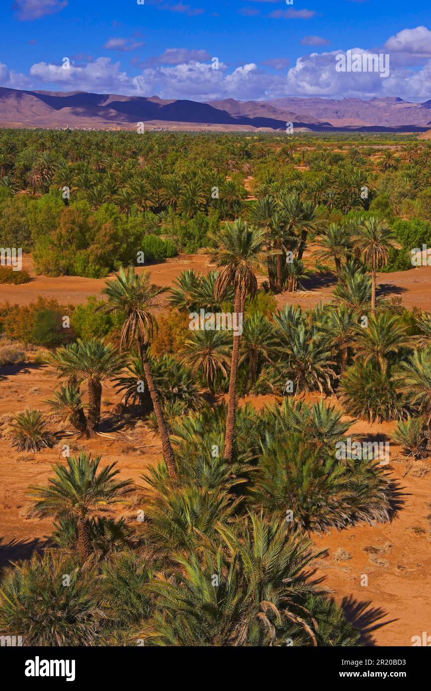 Djebel Kissane, Agdz, palm grove, oasis, Draa Valley, Souss-Massa-Draa ...